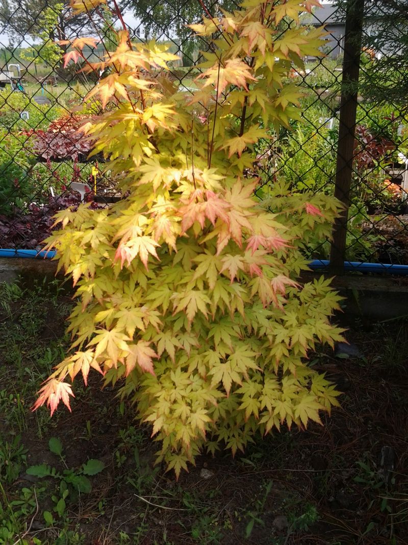 Acer palmatum Orange Dreams - ADFlora | ADFlora