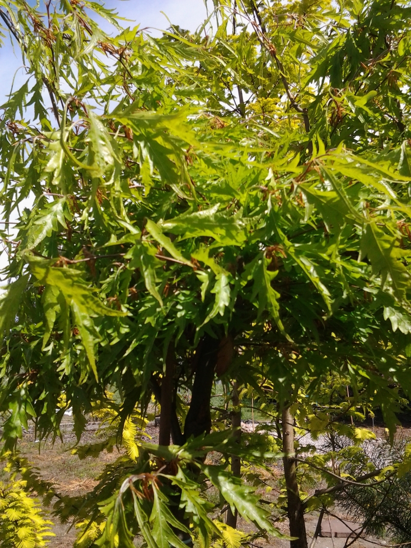 Fagus sylvatica Asplenifolia Compacta - ADFlora | ADFlora