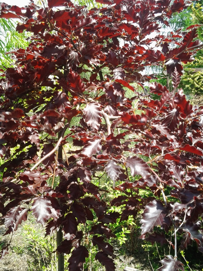 Fagus sylvatica Rohan Weeping - ADFlora | ADFlora